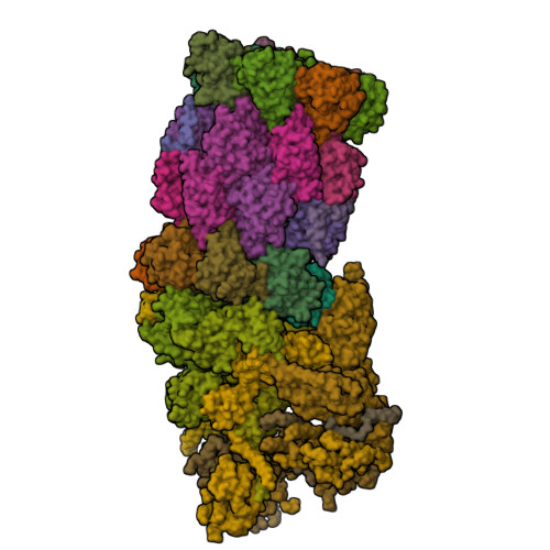 RCSB PDB - 5M32: Human 26S proteasome in complex with Oprozomib