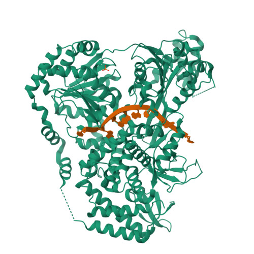 RCSB PDB - 5N90: Crystal Structure of Drosophila DHX36 helicase in ...