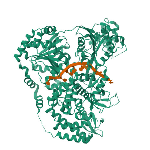 RCSB PDB - 5N9E: Crystal Structure of Drosophila DHX36 helicase in ...