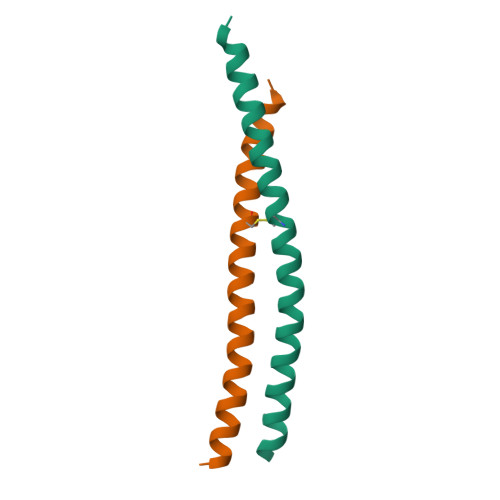 RCSB PDB - 5NG4: Human CEP135 parallel dimeric coiled coil 82-144
