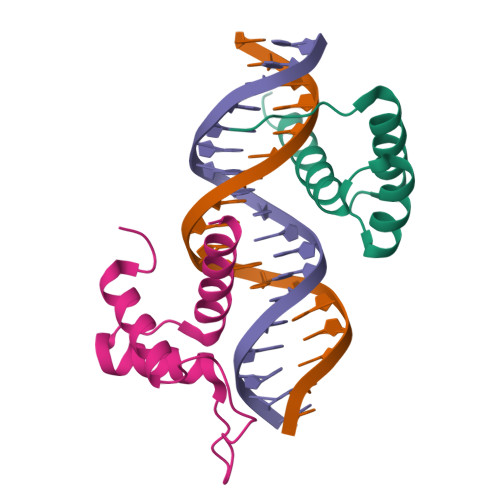 RCSB PDB - 5NO6: TEAD4-HOXB13 complex bound to DNA