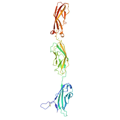 RCSB PDB - 5T4N: Crystal Structure of Human Protocadherin-15 EC3-5 ...