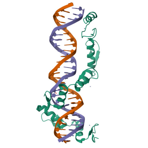 RCSB PDB - 5UND: Crystal Structure of CTCF(ZnF 4-10) With 28-mer DNA