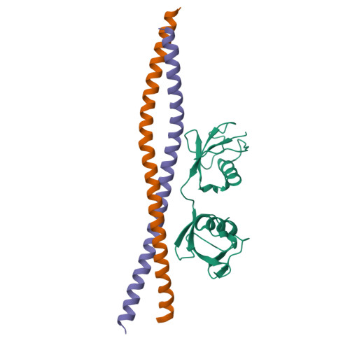 RCSB PDB - 5WQ4: Crystal structure of OPTN and linear diubiquitin complex