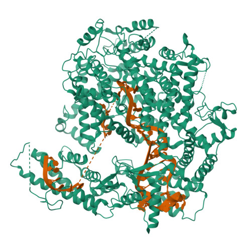 RCSB PDB - 5WTK: Crystal structure of RNP complex