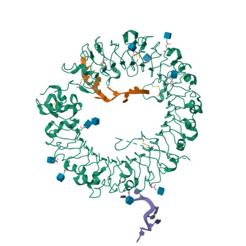 RCSB PDB - 5Y3L: Crystal structure of horse TLR9 in complex with two ...