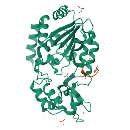 RCSB PDB - 5Z94: Crystal Structure of SIRT3 in complex with H3K4bhb peptide