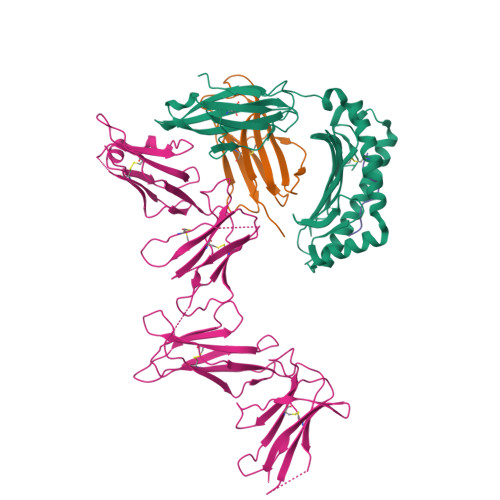 RCSB PDB - 6AEE: Crystal structure of the four Ig-like domains of ...