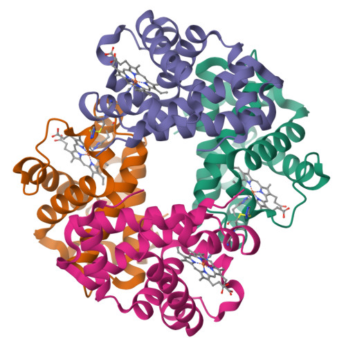 RCSB PDB - 6BWP: Crystal structure of Deoxy Hemoglobin in complex with ...