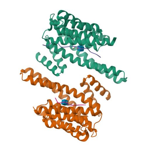 RCSB PDB - 6BYJ: Structure of human 14-3-3 gamma bound to O-GlcNAc peptide