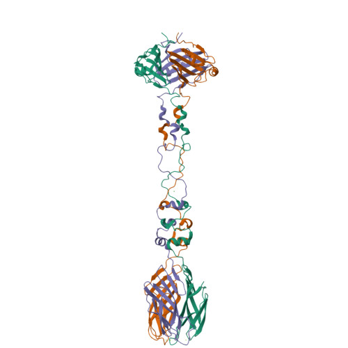 RCSB PDB - 6CU2: Structure of N-truncated R2-type pyocin tail fiber at ...