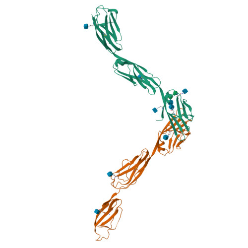 RCSB PDB - 6DLD: Crystal structure of IgLON5/NEGR1 heterodimer
