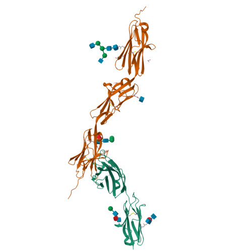 RCSB PDB - 6EG0: Crystal structure of Dpr4 Ig1-Ig2 in complex with DIP ...