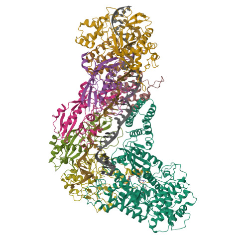 RCSB PDB - 6IG0: Type III-A Csm complex, Cryo-EM structure of Csm-CTR1 ...
