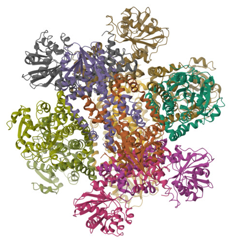 RCSB PDB - 6JCW: Cryo-EM Structure of Sulfolobus solfataricus ketol ...