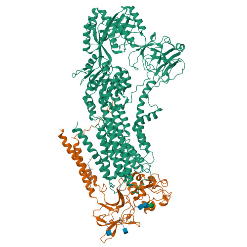 RCSB PDB - 6K7G: Cryo-EM structure of the human P4-type flippase ATP8A1 ...