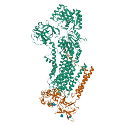 RCSB PDB - 6K7H: Cryo-EM structure of the human P4-type flippase ATP8A1 ...