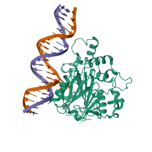 RCSB PDB - 6KSF: Crystal Structure of ALKBH1 bound to 21-mer DNA bulge