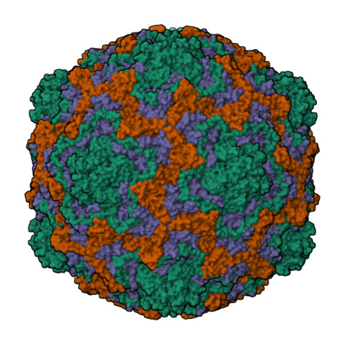 RCSB PDB - 6LA4: Cryo-EM structure of full echovirus 11 particle at pH 5.5
