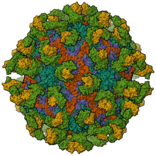 RCSB PDB - 6LA7: Cryo-EM structure of echovirus 11 complexed with its ...