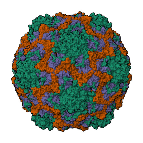 RCSB PDB - 6LAP: Cryo-EM structure of echovirus 11 A-particle at pH 7.4