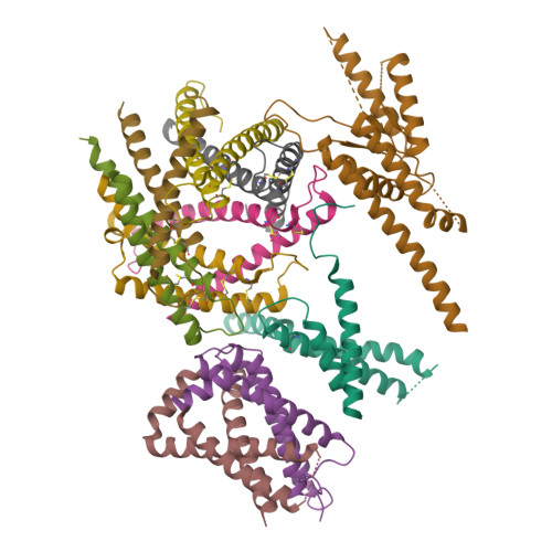 RCSB PDB - 6LO8: Cryo-EM structure of the TIM22 complex from yeast