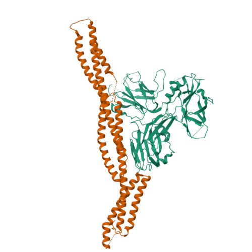 RCSB PDB - 6M3P: Crystal structure of AnkG/beta2-spectrin complex