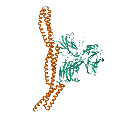 RCSB PDB - 6M3Q: Crystal structure of AnkB/beta4-spectrin complex