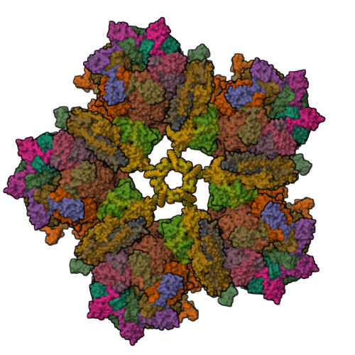 RCSB PDB - 6M6G: Structure of HSV2 viron capsid portal vertex