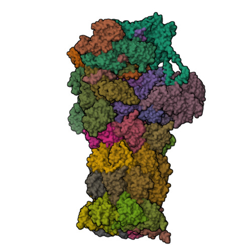 RCSB PDB - 6MSJ: Cryo-EM structures and dynamics of substrate-engaged ...