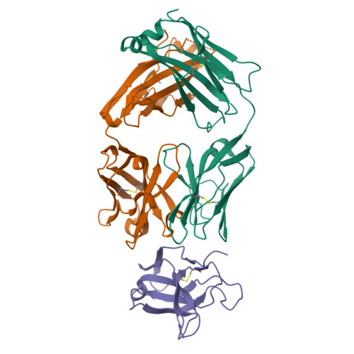 RCSB PDB - 6NMT: Non-Blocking Fab 3 anti-SIRP-alpha antibody in complex ...