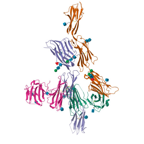 RCSB PDB - 6O3O: Structure of human DNAM-1 (CD226) bound to nectin-like ...