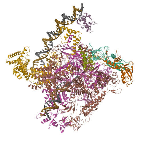 Bacterial Rna Polymerase Structure