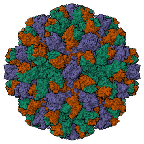 Norovirus Structure Labeled