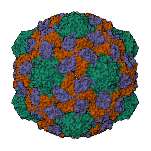 RCSB PDB - 6P9W: Poliovirus (Type 1 Mahoney), receptor catalysed 135S ...