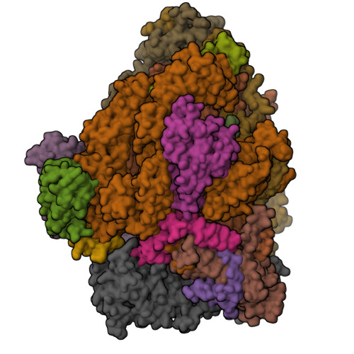 RCSB PDB - 6RQT: RNA Polymerase I-tWH-Rrn3-DNA