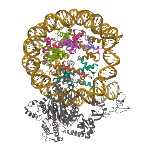 RCSB PDB - 6RYR: Nucleosome-CHD4 complex structure (single CHD4 copy)