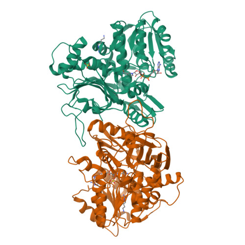 RCSB PDB - 6S49: Crystal Structure of the Homospermidine Synthase (HSS ...