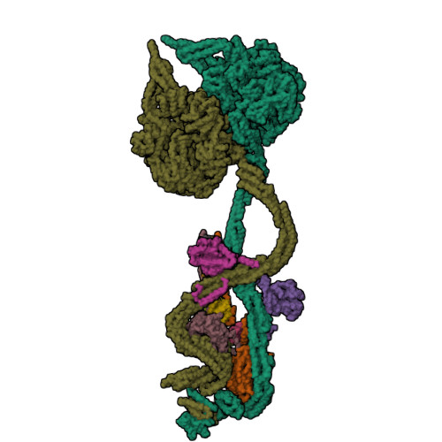 RCSB PDB - 6SC2: Structure of the dynein-2 complex; IFT-train bound model
