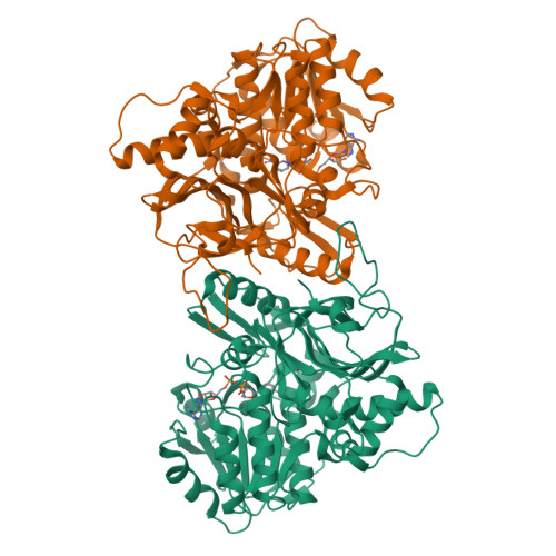 RCSB PDB - 6SEP: Crystal Structure of the Homospermidine Synthase (HSS ...
