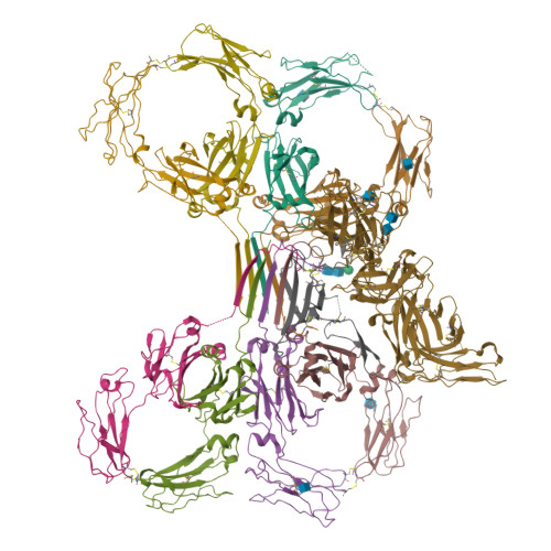 RCSB PDB - 6UE8: Structure of tetrameric sIgA complex (Class 1)