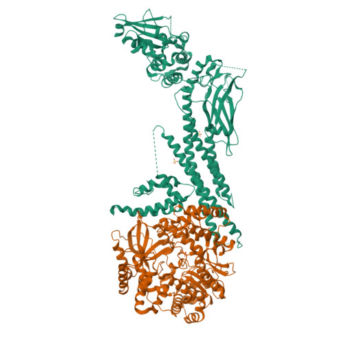 RCSB PDB - 6UX2: Crystal structure of ZIKV RdRp in complex with STAT2