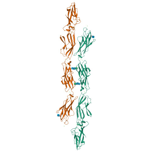 RCSB PDB - 6VFP: Crystal structure of human protocadherin 1 EC1-EC4