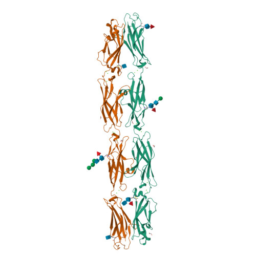 RCSB PDB - 6VFR: Crystal structure of human protocadherin 18 EC1-EC4