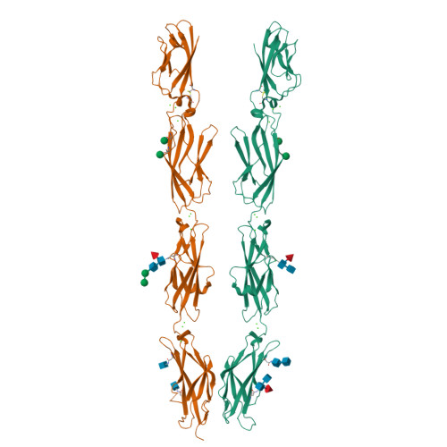 RCSB PDB - 6VFT: Crystal structure of human delta protocadherin 17 EC1-EC4