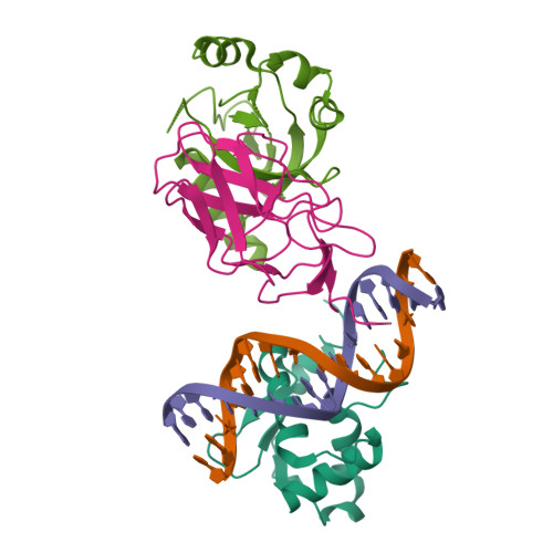 RCSB PDB - 6VGE: Crystal structure of the DNA binding domains of human ...