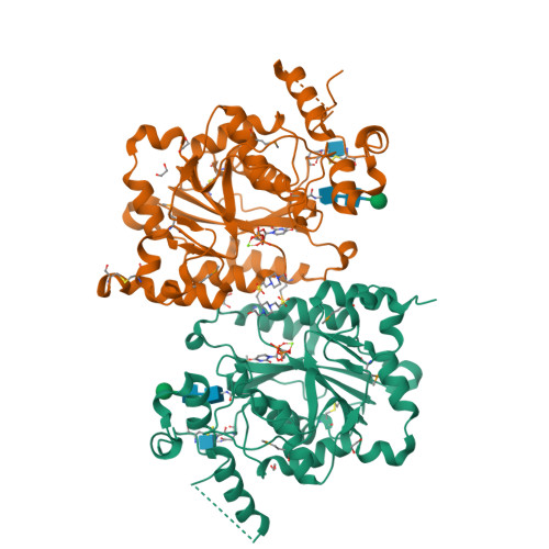RCSB PDB - 6WMM: Human poly-N-acetyl-lactosamine synthase structure ...