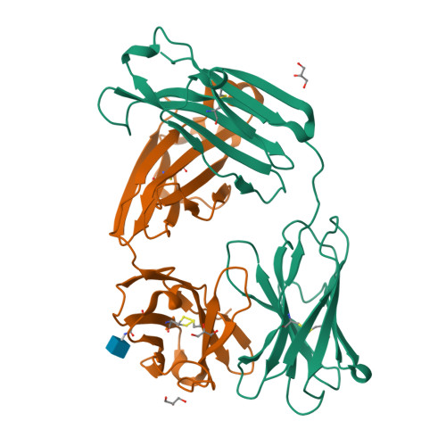 RCSB PDB - 6WYT: Crystal structure of anti-Muscle Specific Kinase (MuSK ...