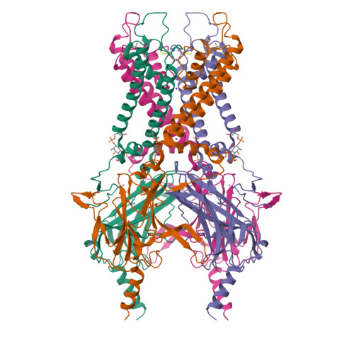 RCSB PDB - 6XEU: CryoEM structure of GIRK2PIP2* - G protein-gated ...