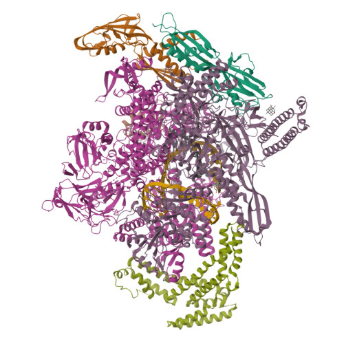 RCSB PDB - 6XLM: Cryo-EM structure of E.coli RNAP-DNA elongation complex 1 (RDe1) in EcmrR ...
